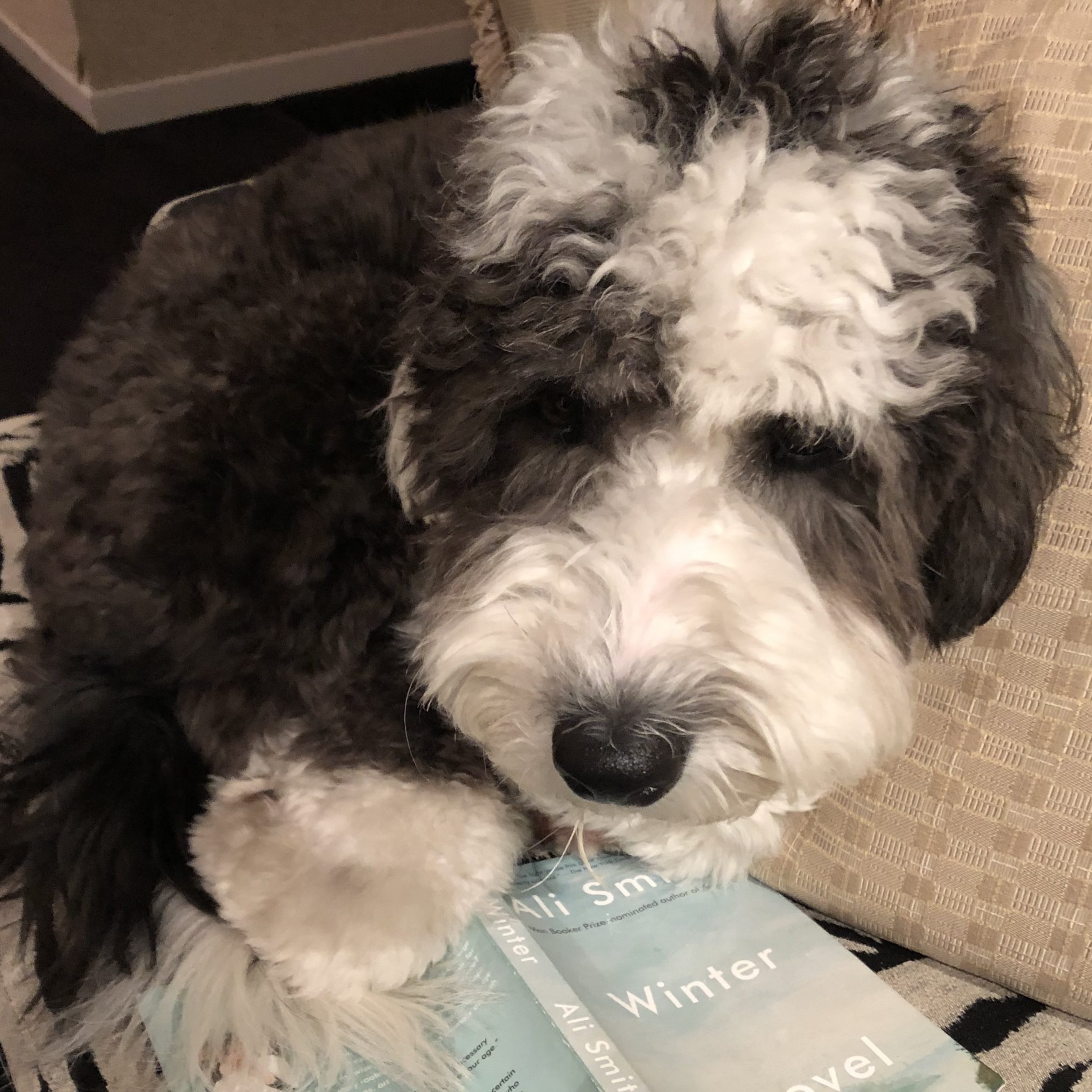 Olaf - Kevin Anderson & Associates